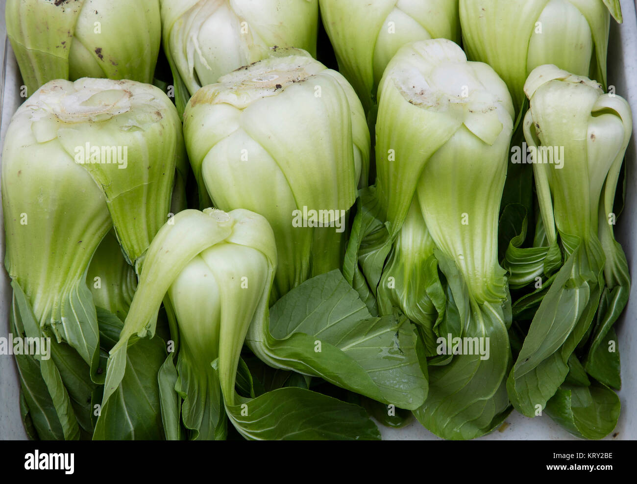 Fresh green Bok choy Chinese cabbage leaves Stock Photo - Alamy