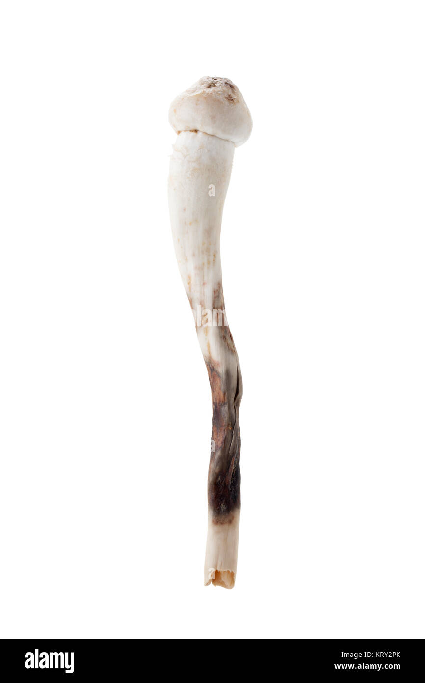 Termitomyces mushroom or termite mushroom Stock Photo - Alamy