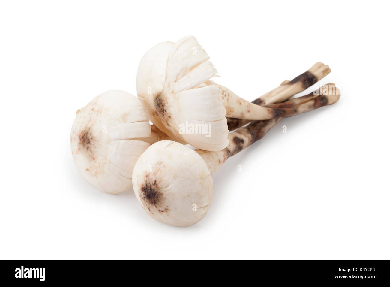 Termitomyces mushroom or termite mushroom Stock Photo - Alamy