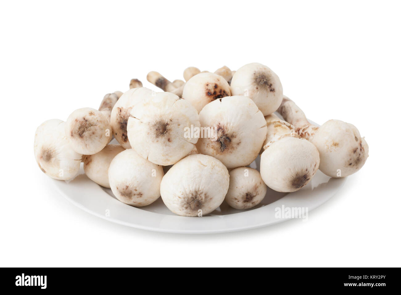Termitomyces mushroom or termite mushroom Stock Photo - Alamy