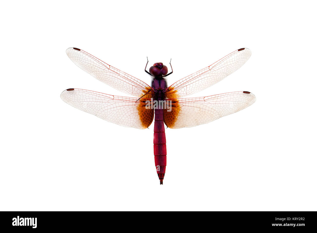 Purple dragonfly insect Cut Out Stock Images & Pictures - Alamy