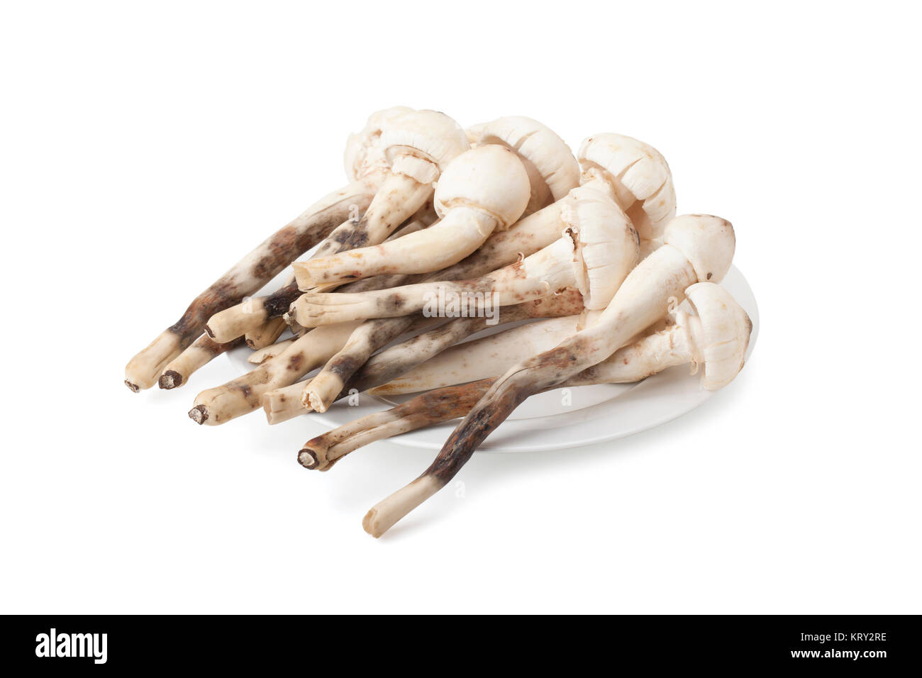 Termitomyces mushroom or termite mushroom Stock Photo - Alamy