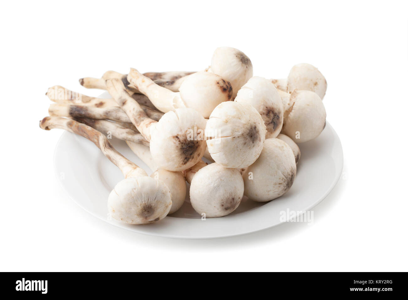 Termitomyces mushroom or termite mushroom Stock Photo - Alamy