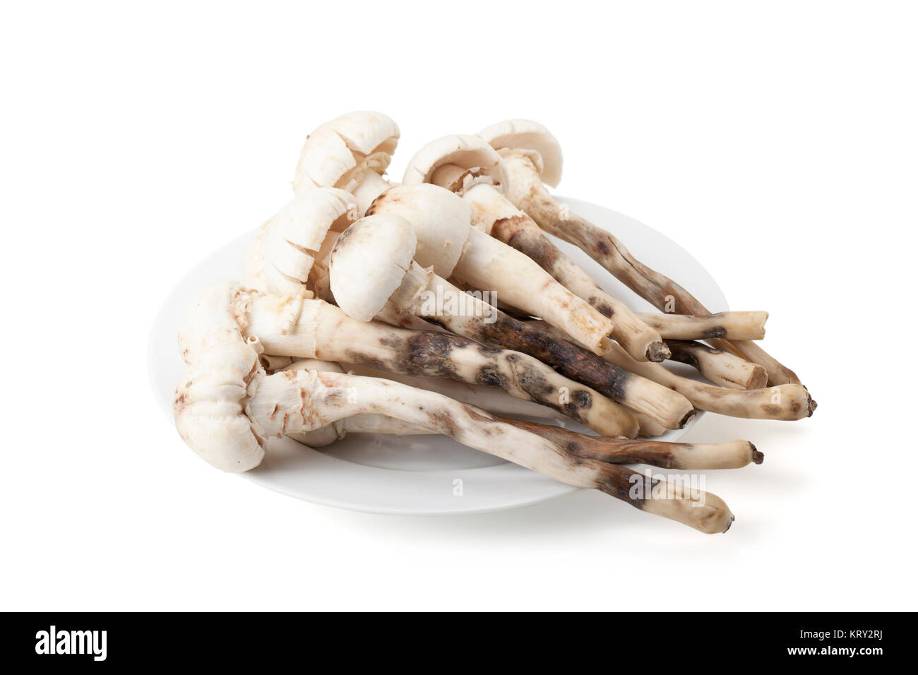 Termitomyces mushroom termite mushroom delicious food vegetable nature ...