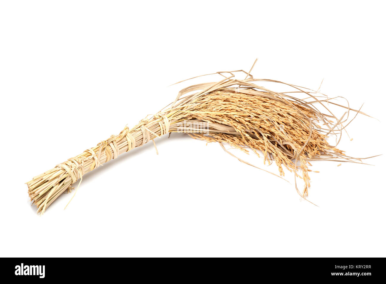 ear of paddy Stock Photo - Alamy