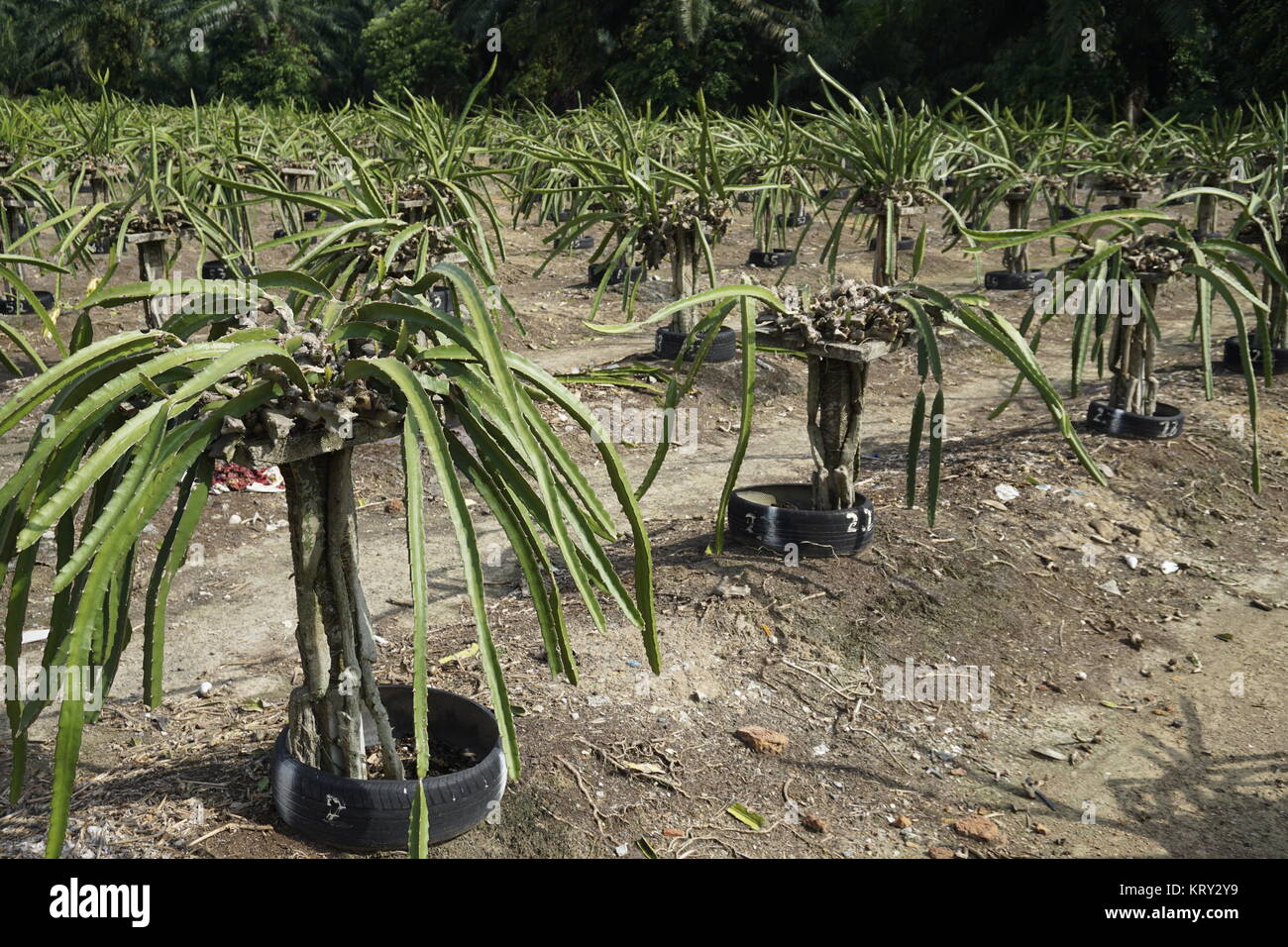dragon fruit tree farm in Malaysia Stock Photo - Alamy