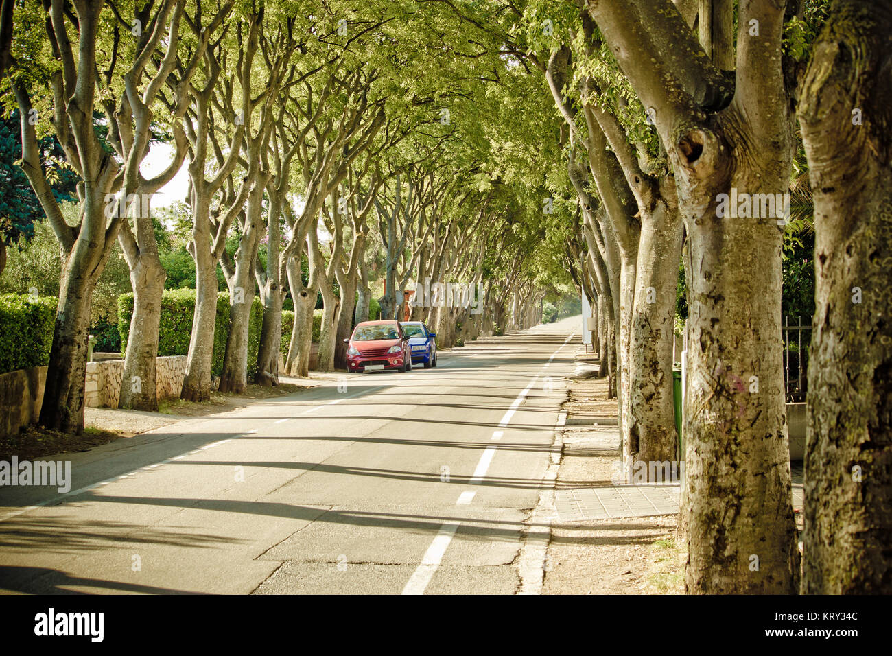 Urban tree line street in Zadar Stock Photo - Alamy