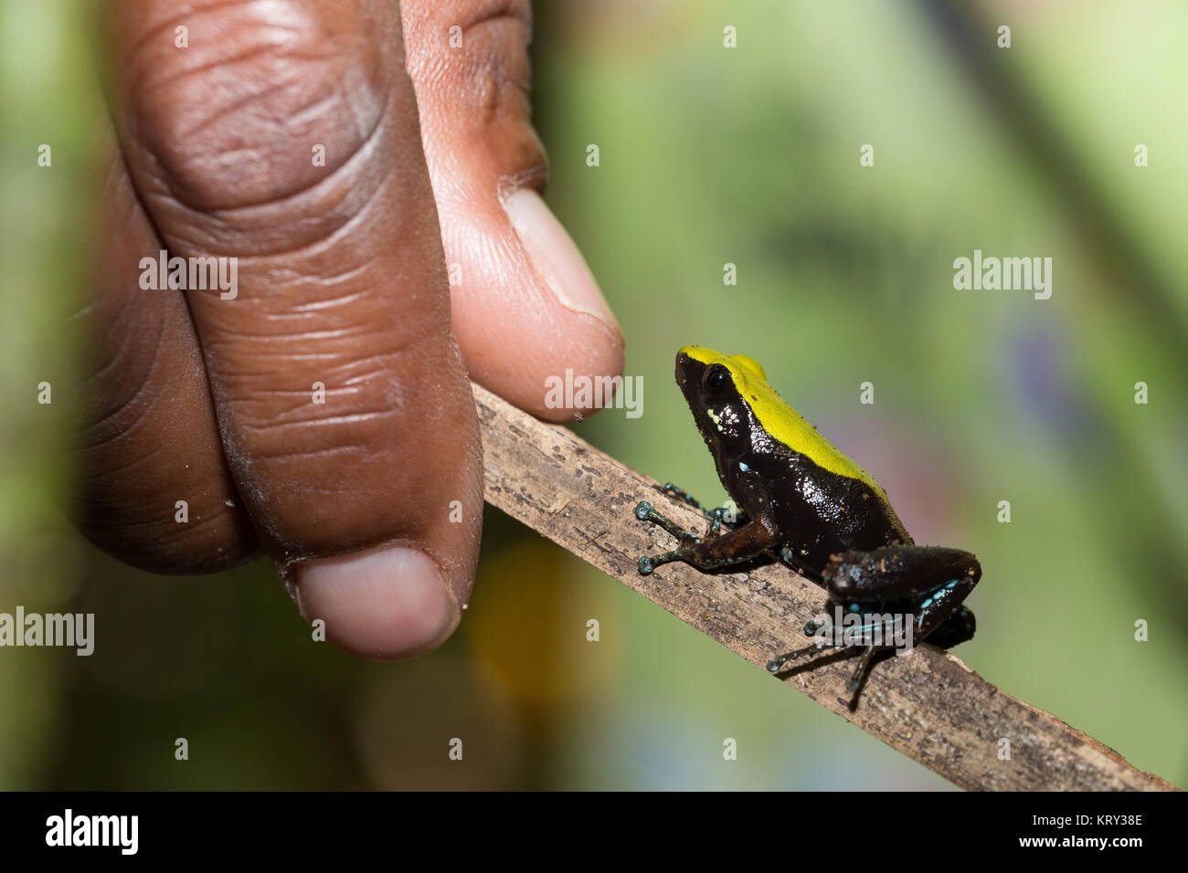 black and yellow frog Climbing Mantella, Madagascar Stock Photo - Alamy