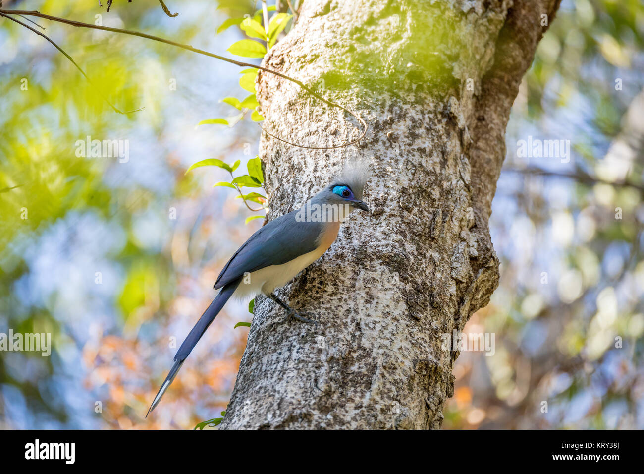 Crested coua bird (Coua cristata) Madagascar Stock Photo - Alamy