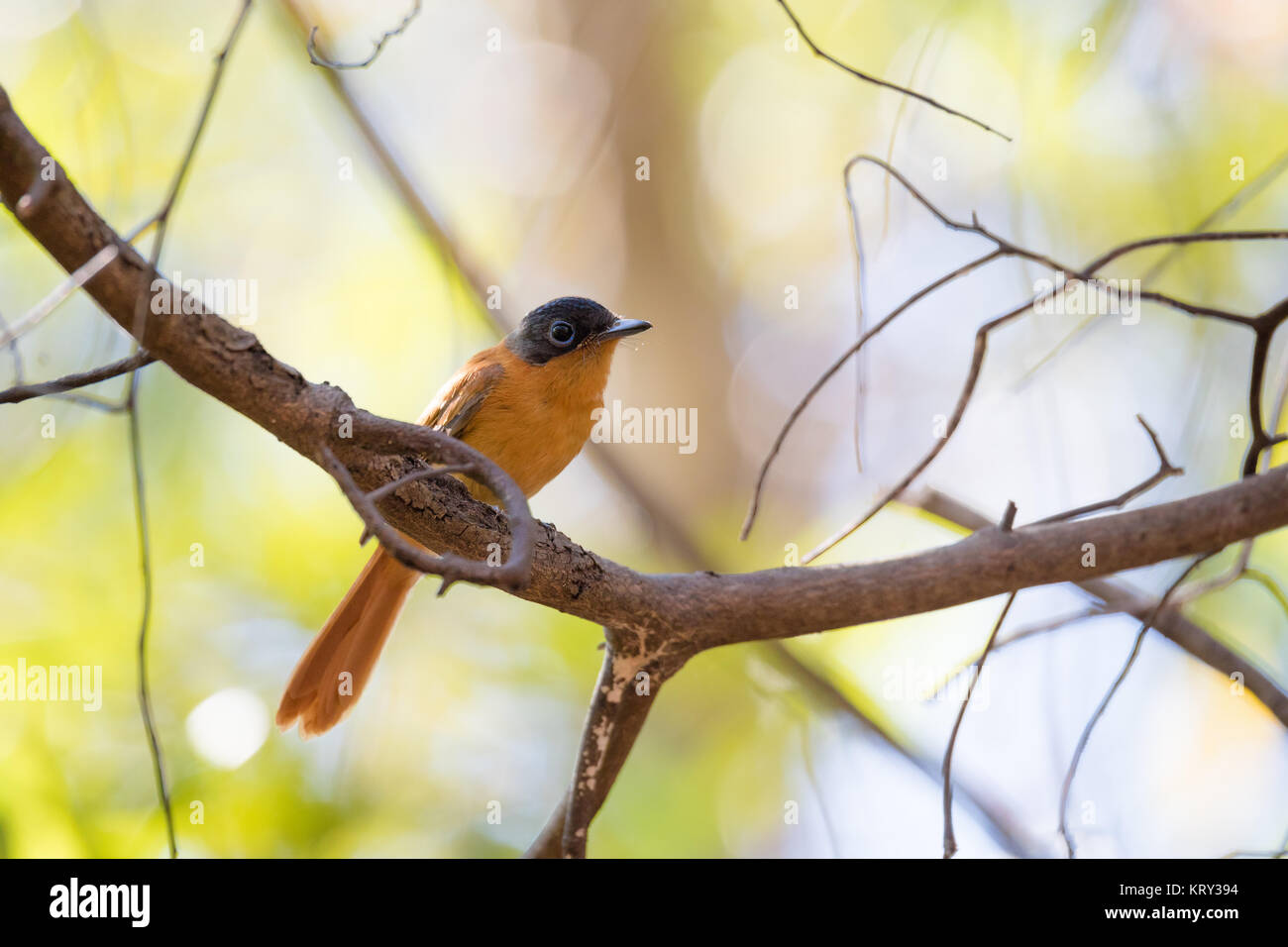 Paradise Drongo Bird High Resolution Stock Photography and Images - Alamy