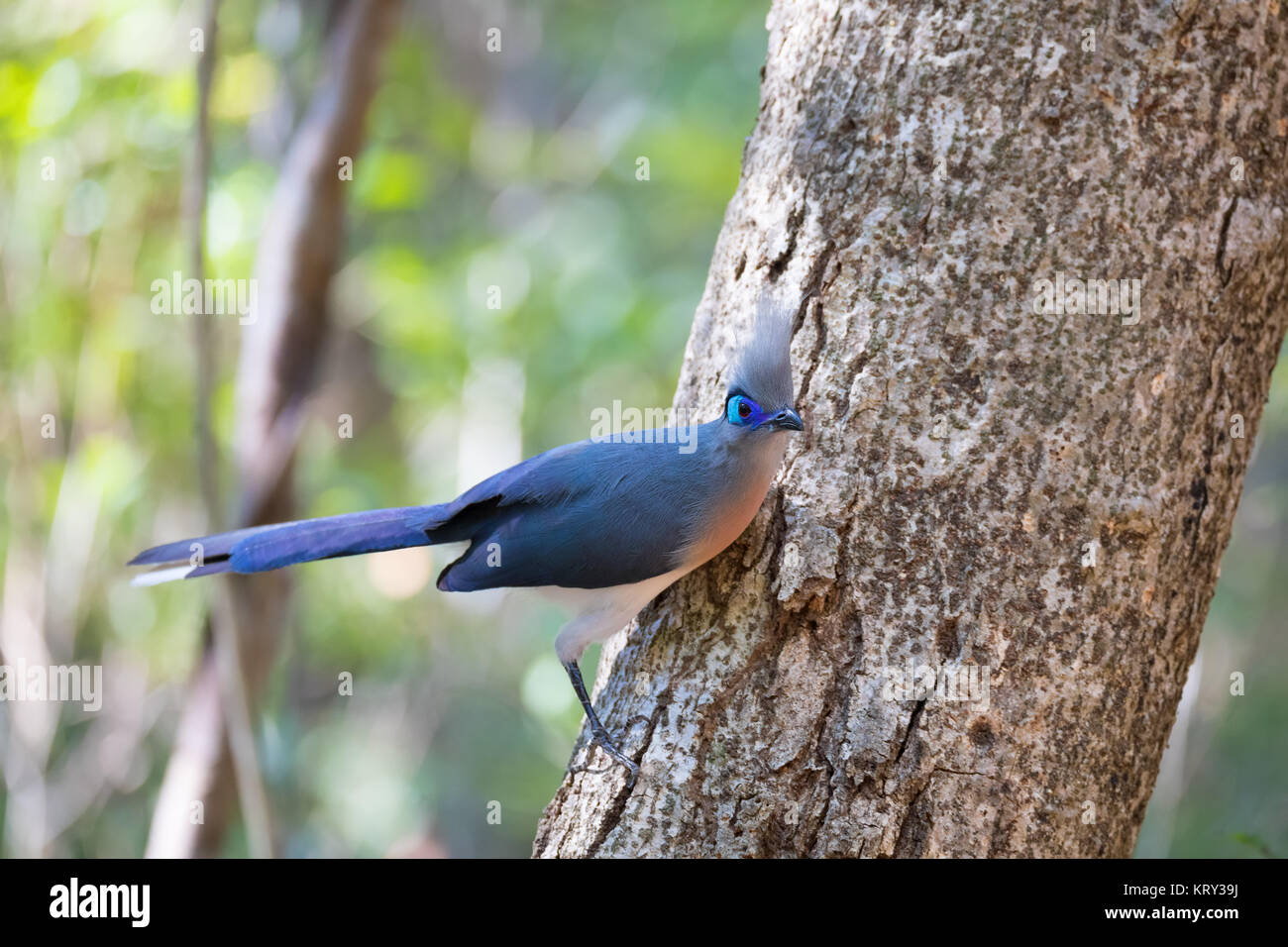 Crested coua bird (Coua cristata) Madagascar Stock Photo - Alamy