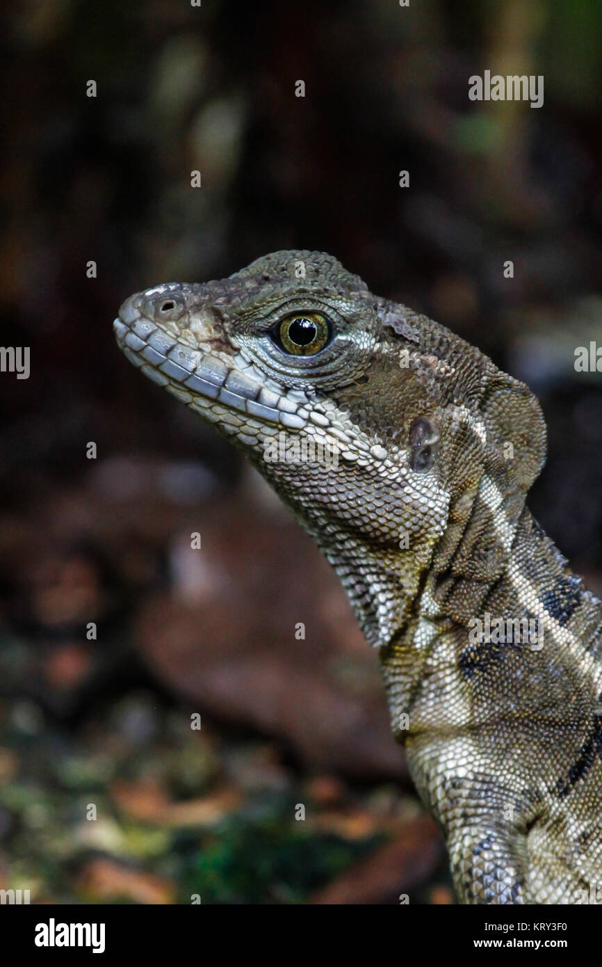 Common Basilisk (Jesus Christ Lizard) in the forest undergrowth ...