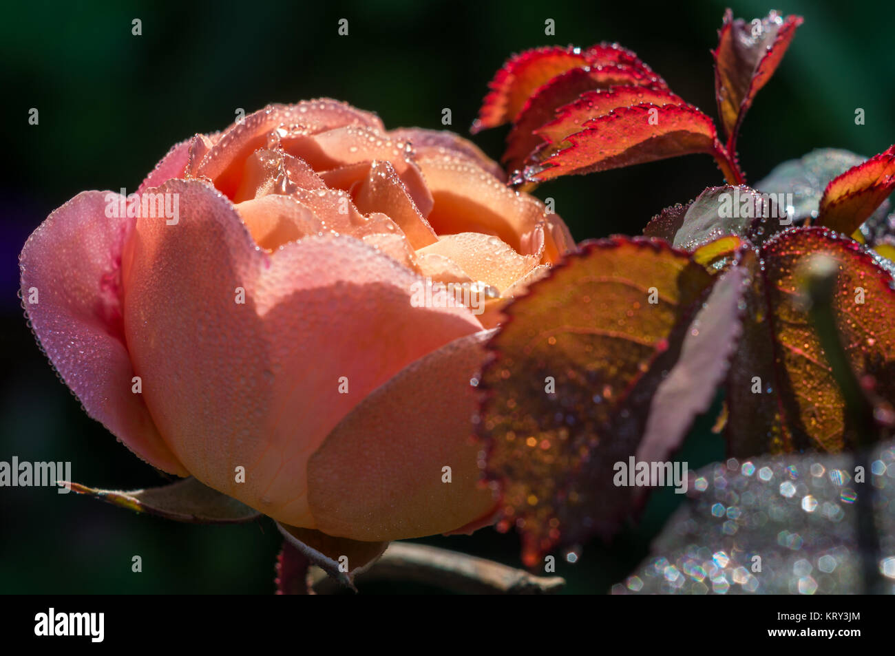 Rose With Thorns High Resolution Stock Photography and Images - Alamy