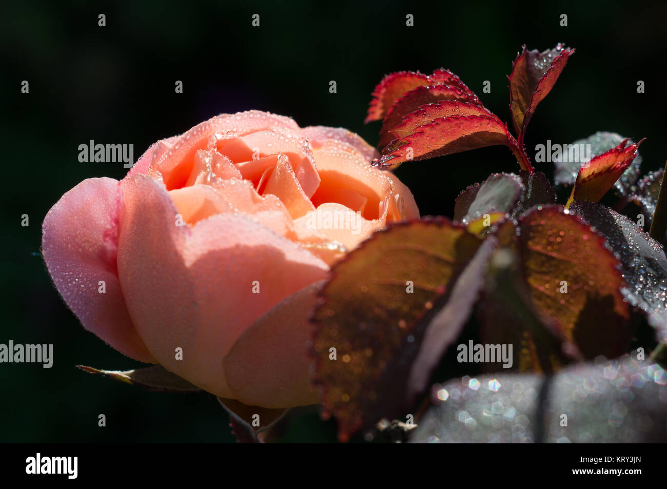 Rose With Thorns High Resolution Stock Photography and Images - Alamy
