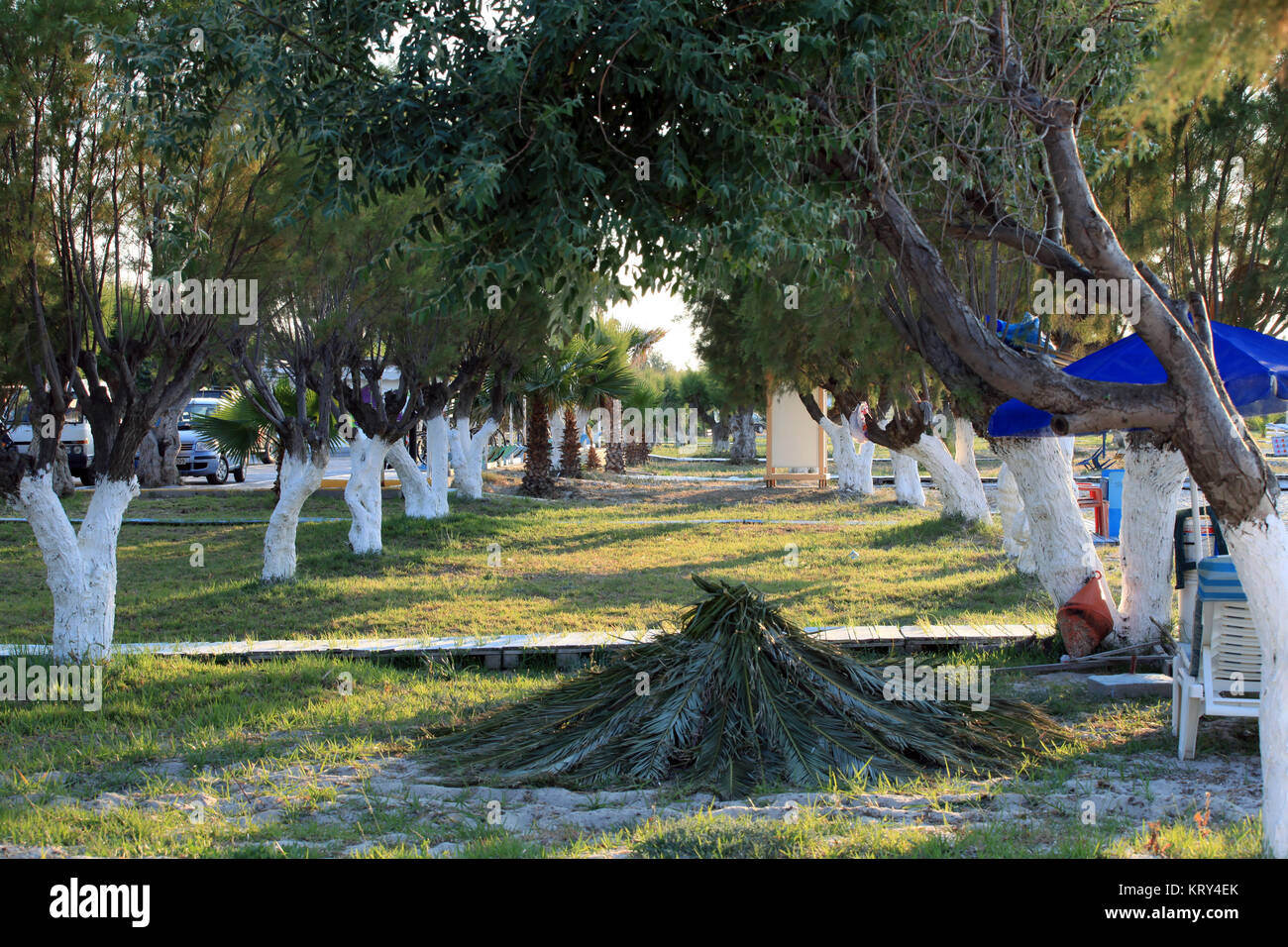 Greece. Kos island. Tigaki beach Stock Photo - Alamy