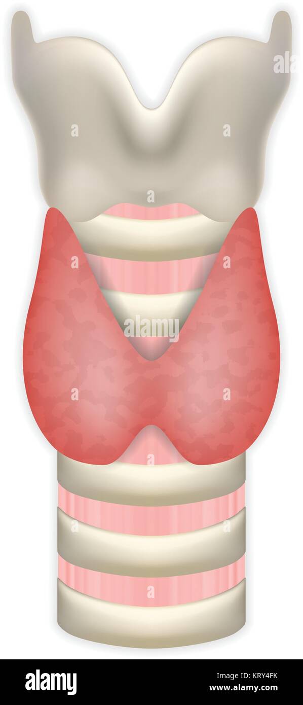 Thyroid gland medical illustration hi-res stock photography and images ...