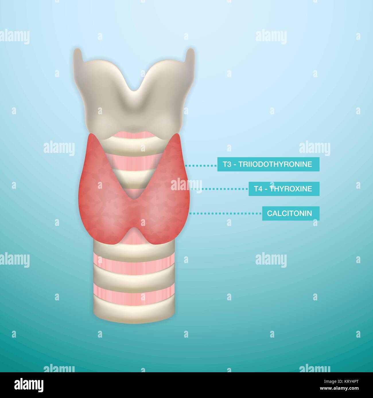 Thyroid Hormone Secretion. Endocrinology System. Vector Illustration ...