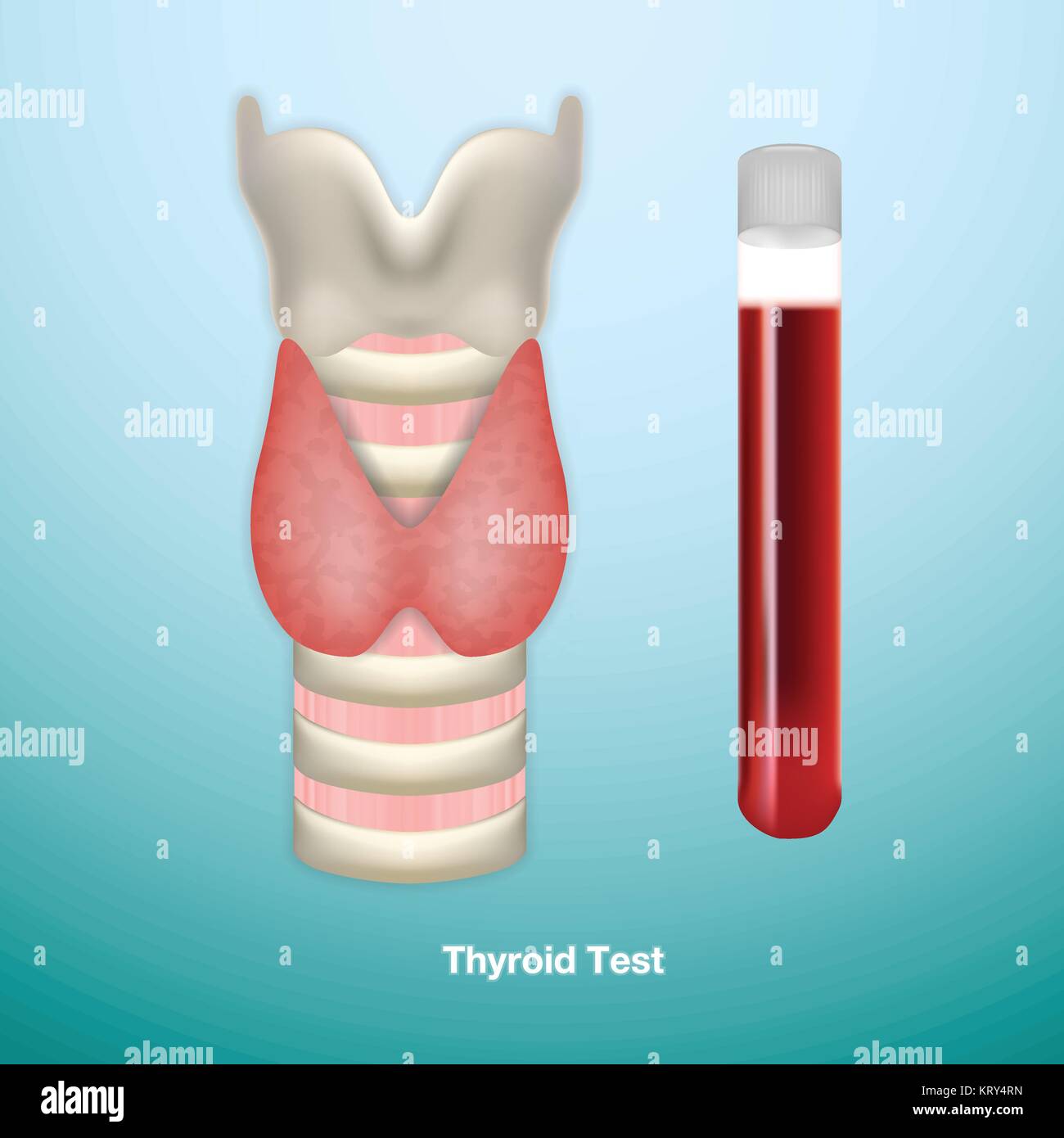 Thyroid Test. Medical Symbol Of Endocrinology System Or Hormone ...