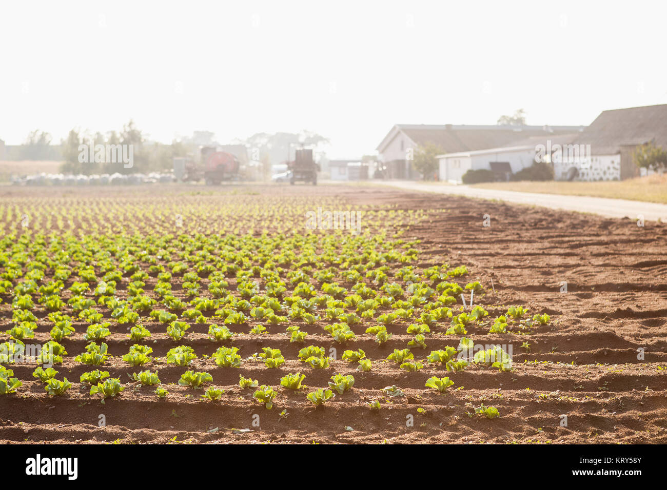Cropland in Sweden Stock Photo - Alamy