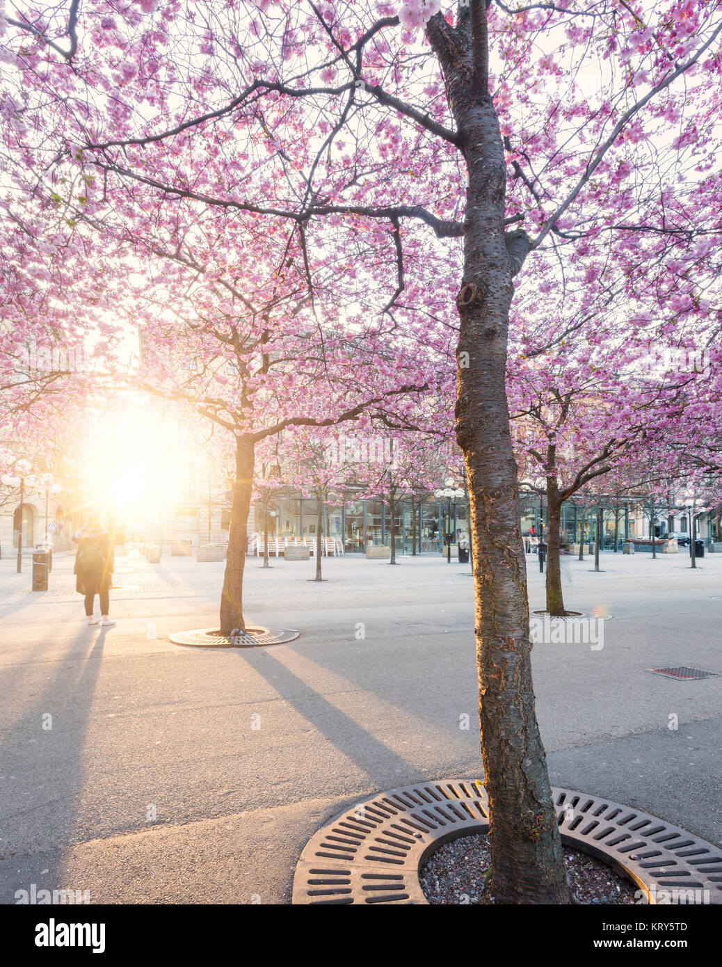 Cherry Blossom in Spring in Sweden Stock Photo - Alamy