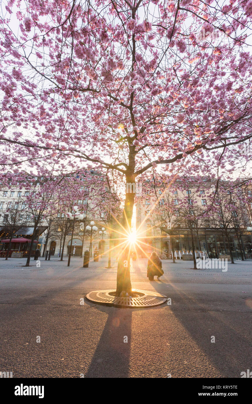 Cherry Blossom in Spring in Sweden Stock Photo - Alamy