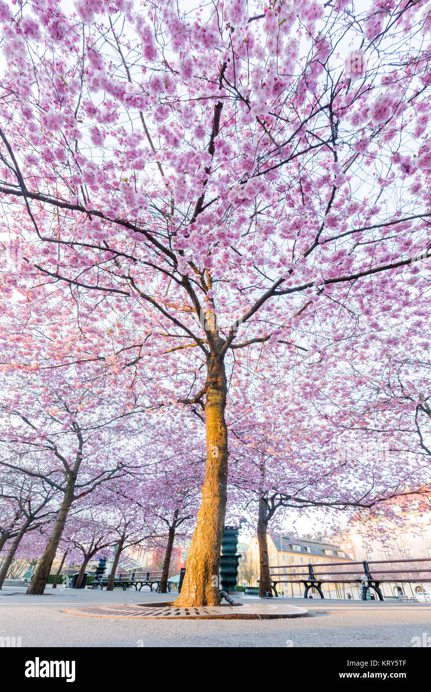 Sweden cherry blossom hi-res stock photography and images - Alamy
