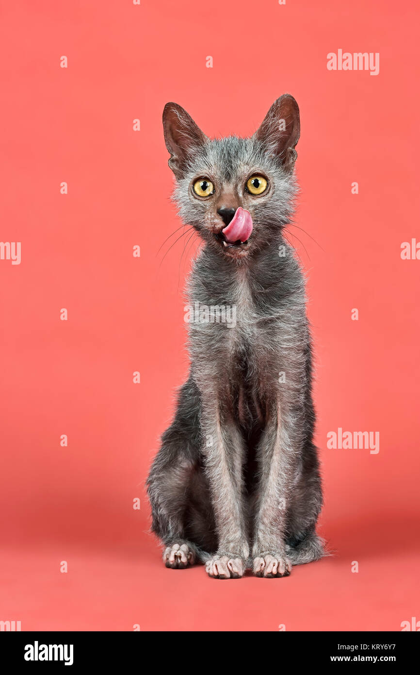 Werewolf cat hi-res stock photography and images - Alamy