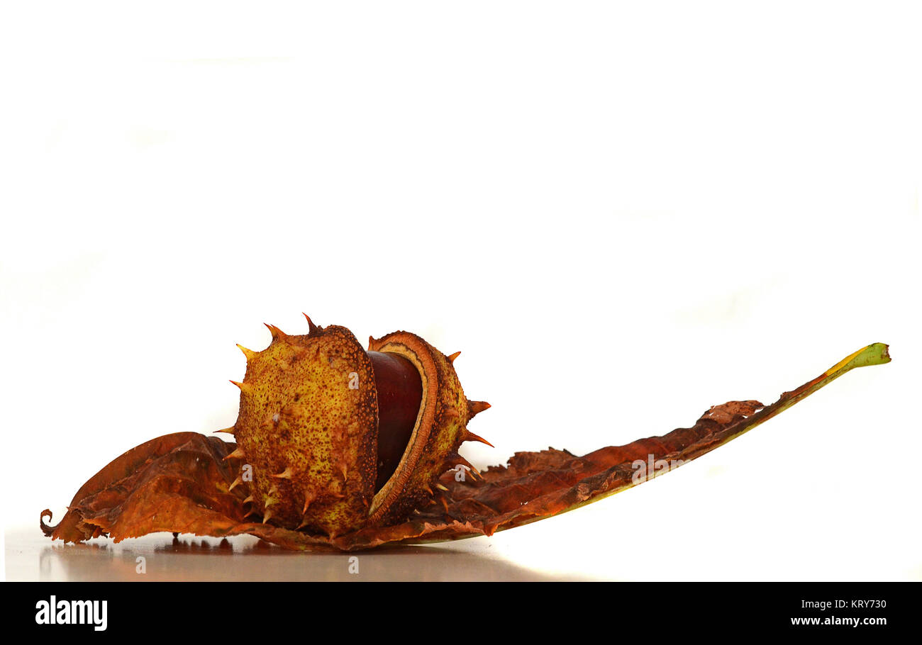 chestnut with chestnut leaf Stock Photo - Alamy
