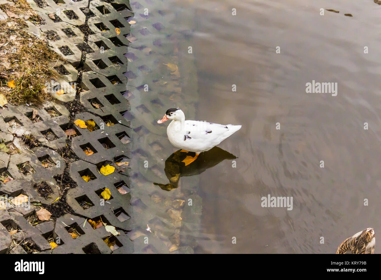 Wild white mallard albino on the bank of a city pond. Ordinary bird of ...