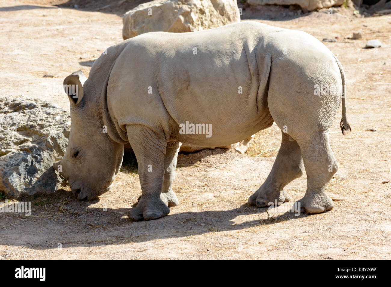 Beautiful baby rhino Stock Photo - Alamy