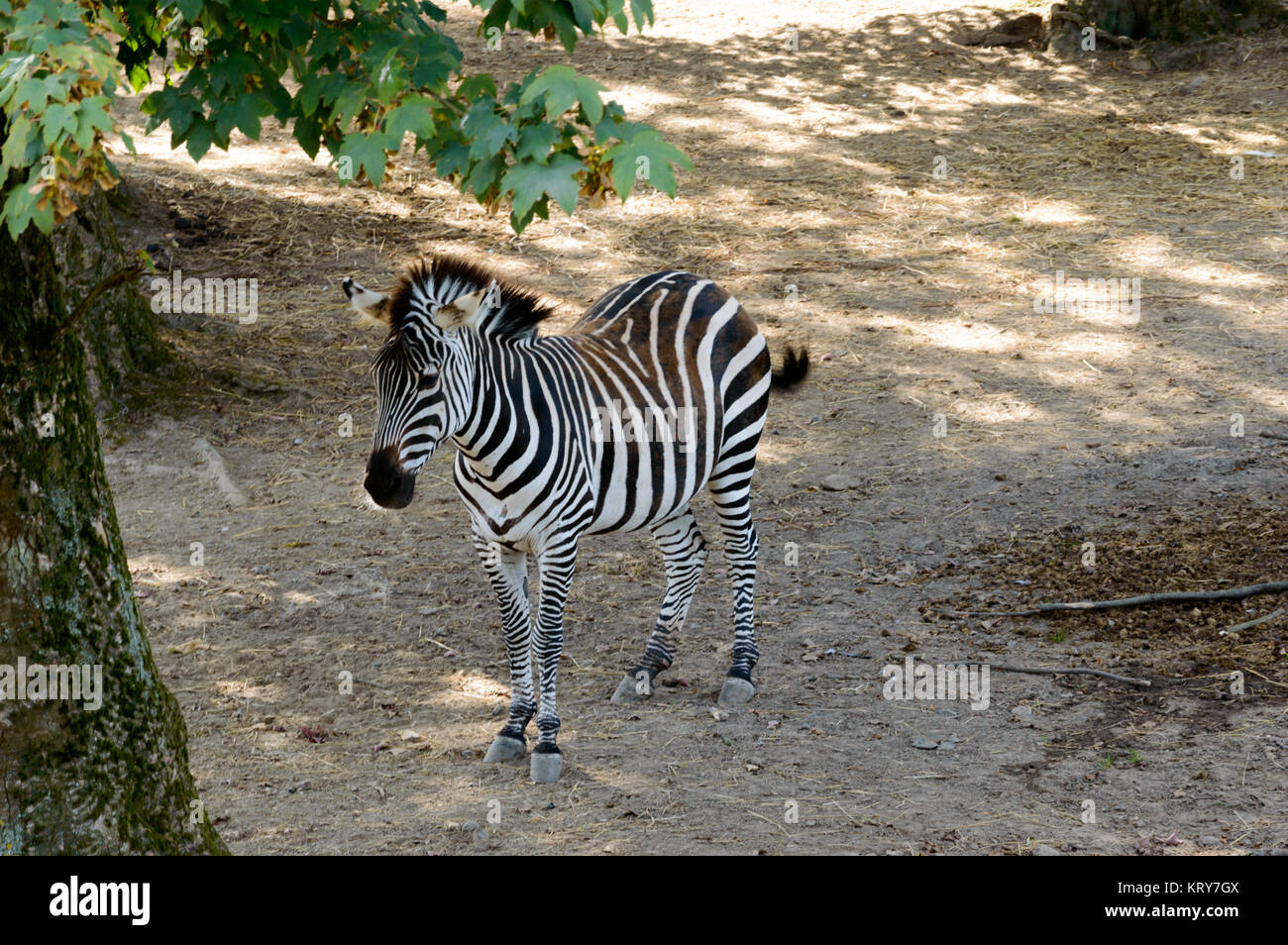 Beautiful zebra in the shade Stock Photo - Alamy