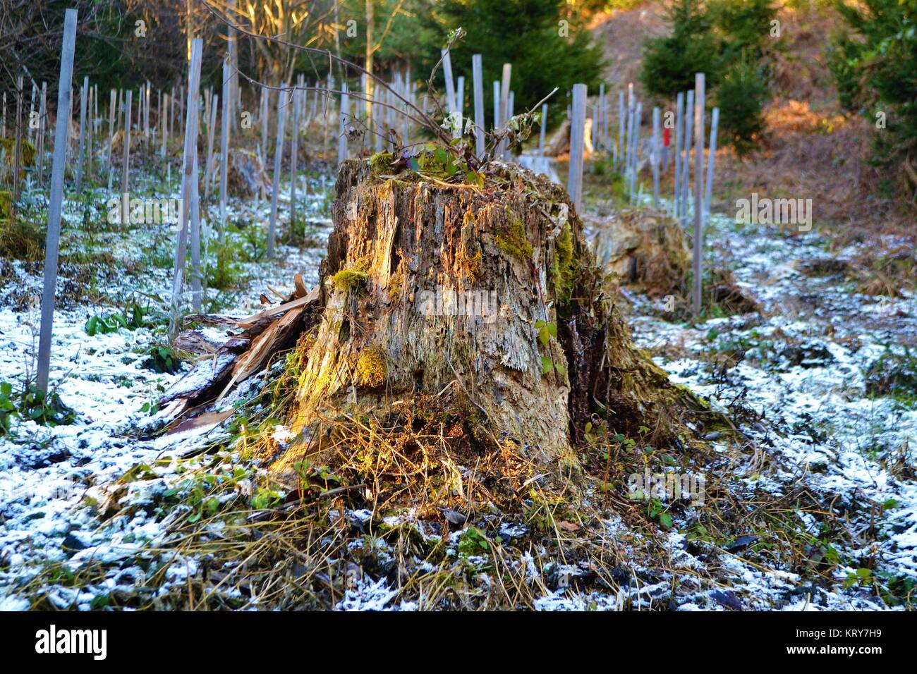Tree stump with snow hi-res stock photography and images - Alamy