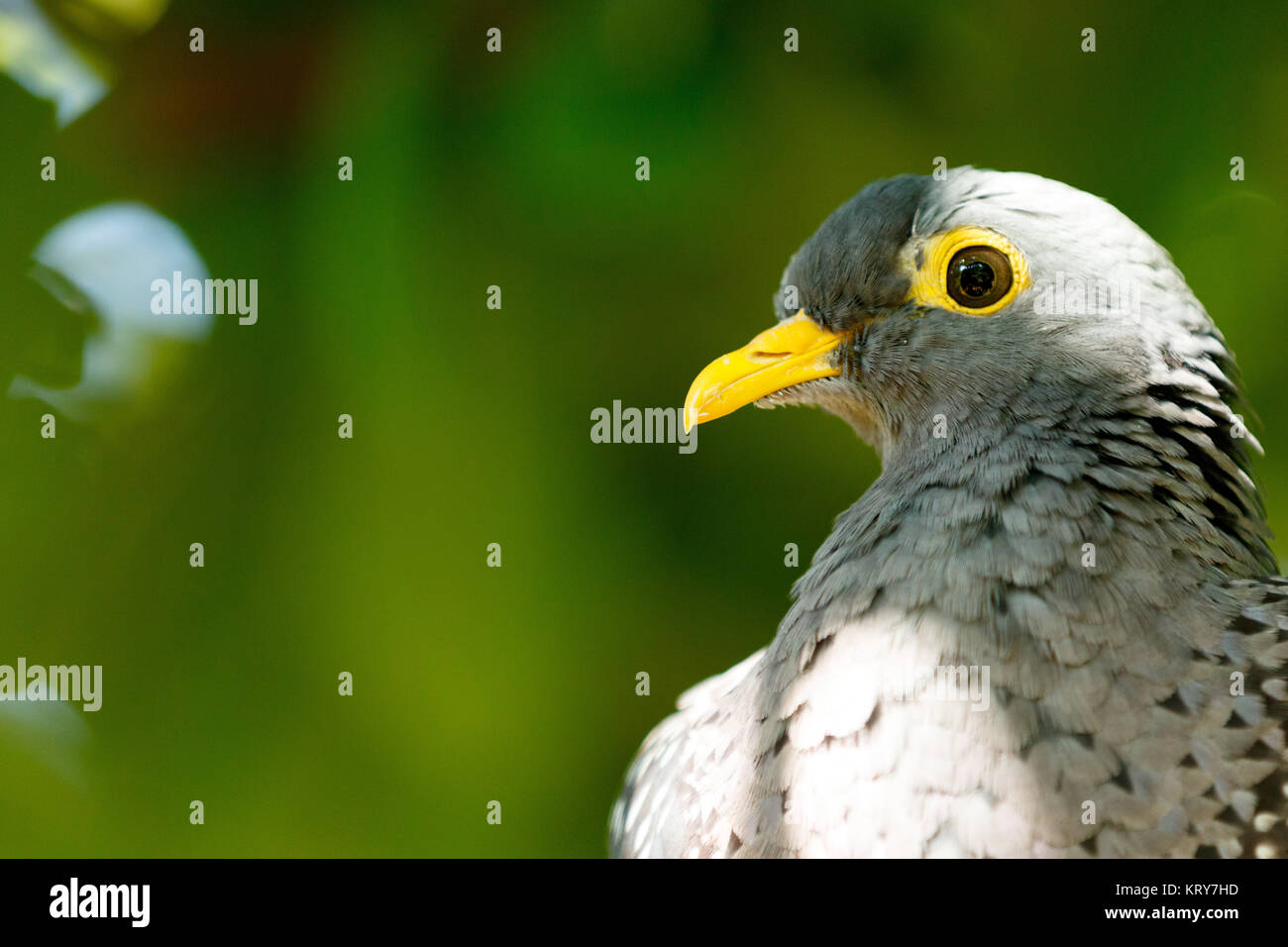 Grey bird with green background Stock Photo - Alamy