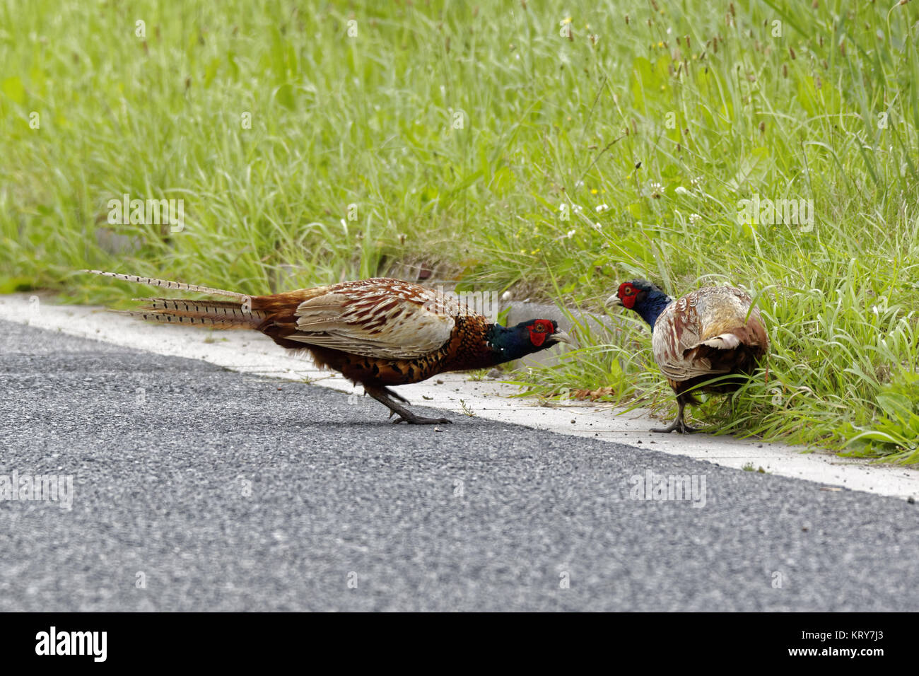 Pheasant street hi-res stock photography and images - Alamy