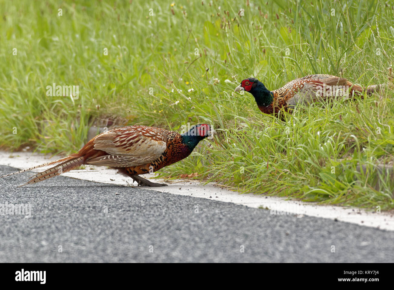 Pheasant street hi-res stock photography and images - Alamy