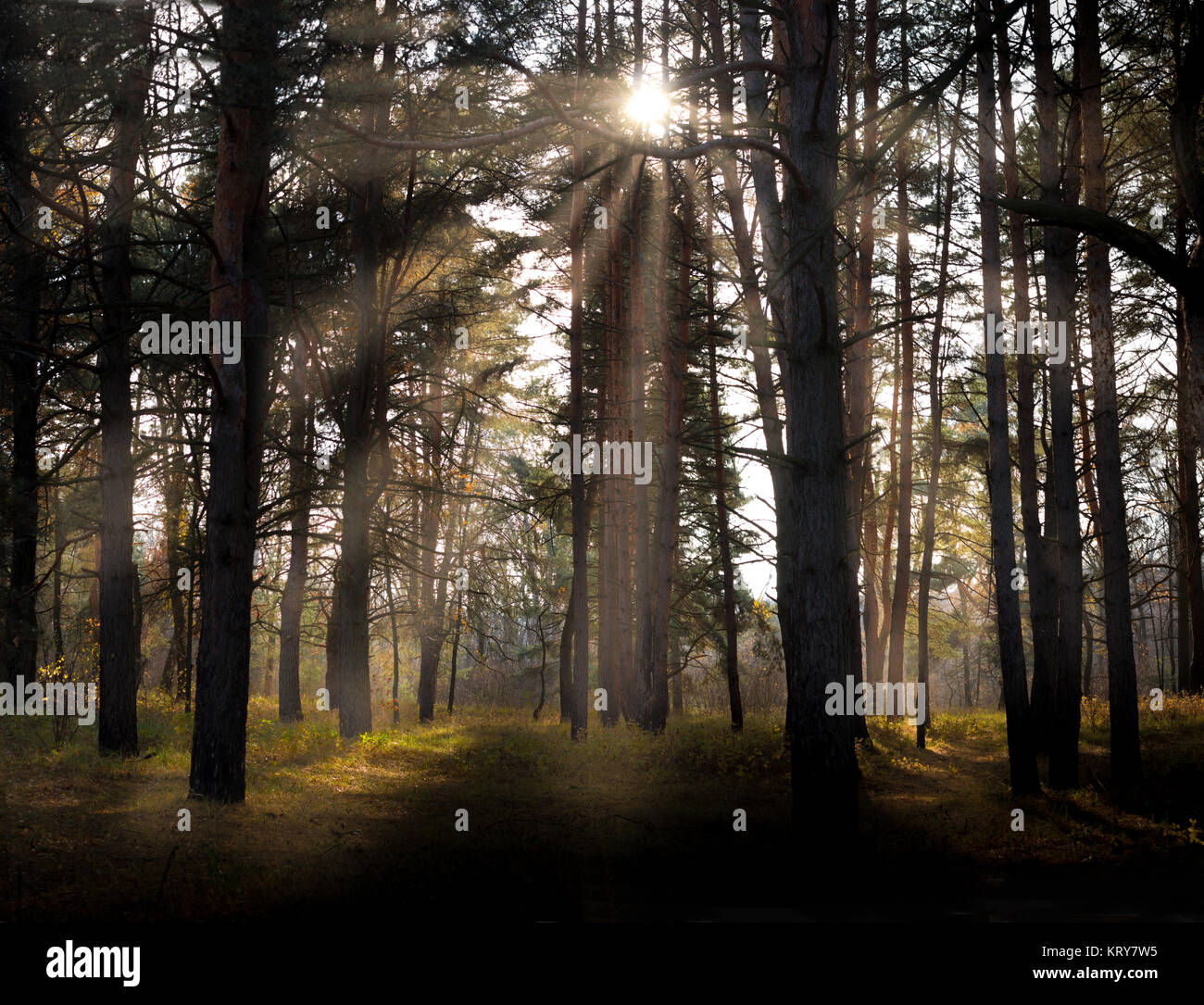 Beautiful autumn morning in the forest Stock Photo - Alamy