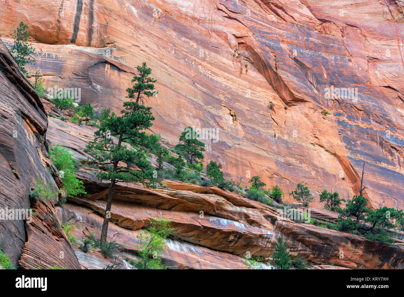 Pine Trees in Zion National Park Stock Photo - Alamy