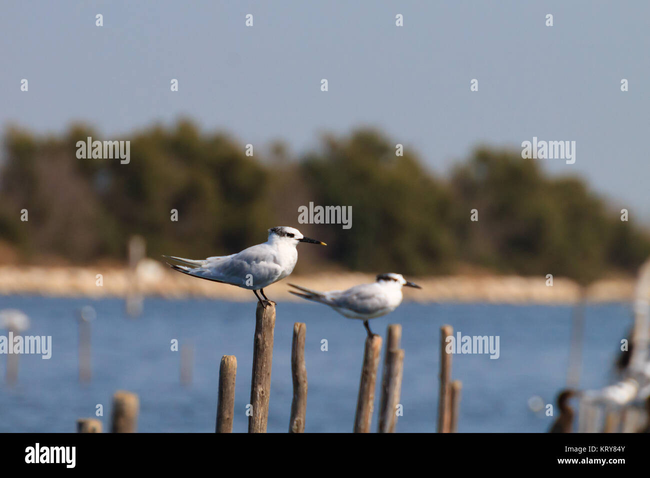 Bird from Po river lagoon Stock Photo - Alamy