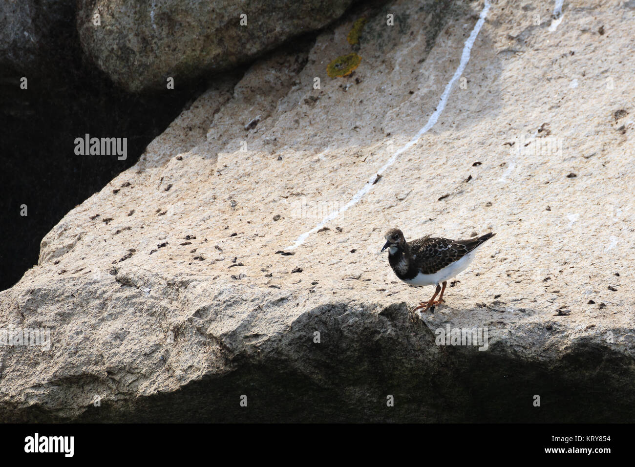 Bird on rock Stock Photo - Alamy