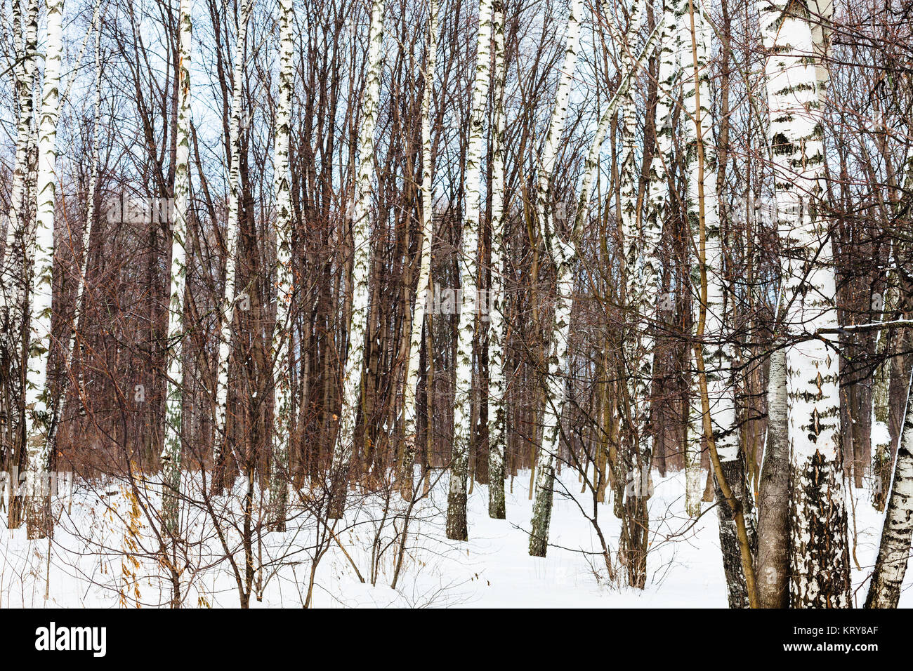 bare birch trees in woods in cold winter day Stock Photo - Alamy