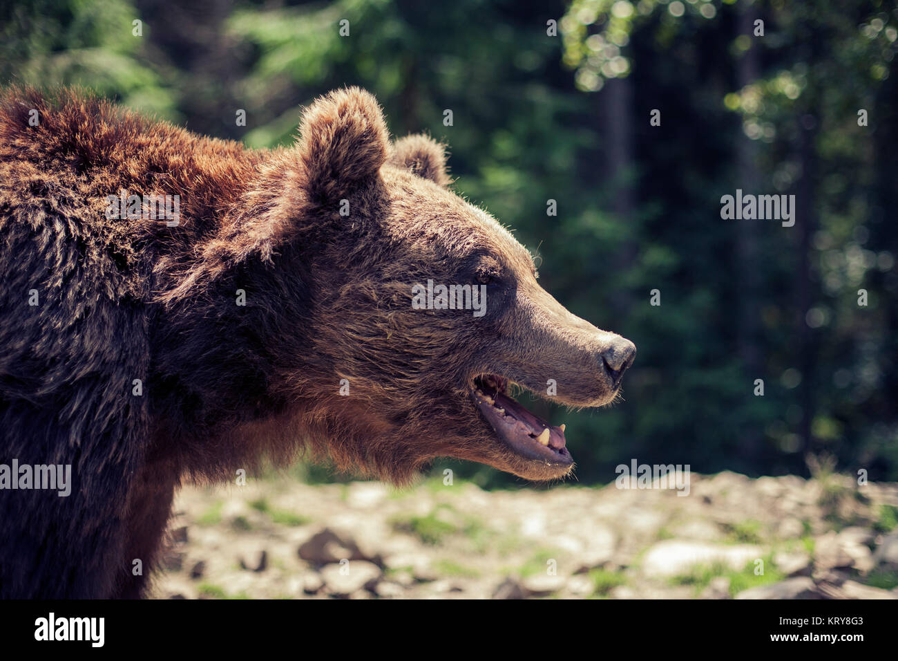 Predatory brown grizzly bear in the wild world Stock Photo - Alamy