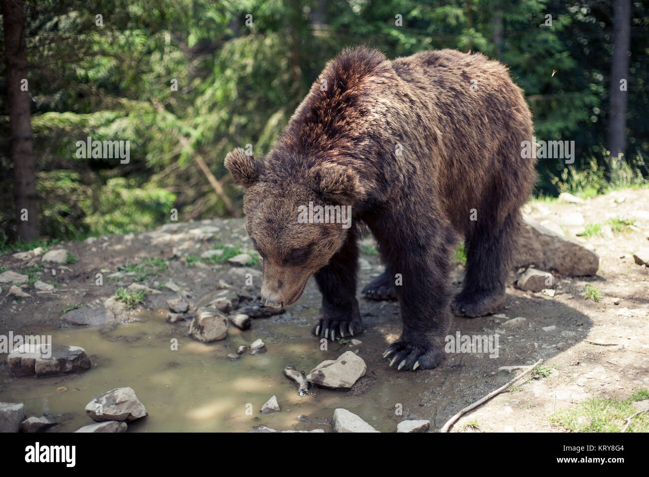 Predatory brown grizzly bear in the wild world Stock Photo - Alamy