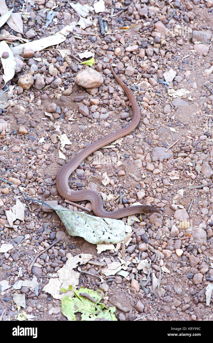 Little snake, Australia Stock Photo - Alamy
