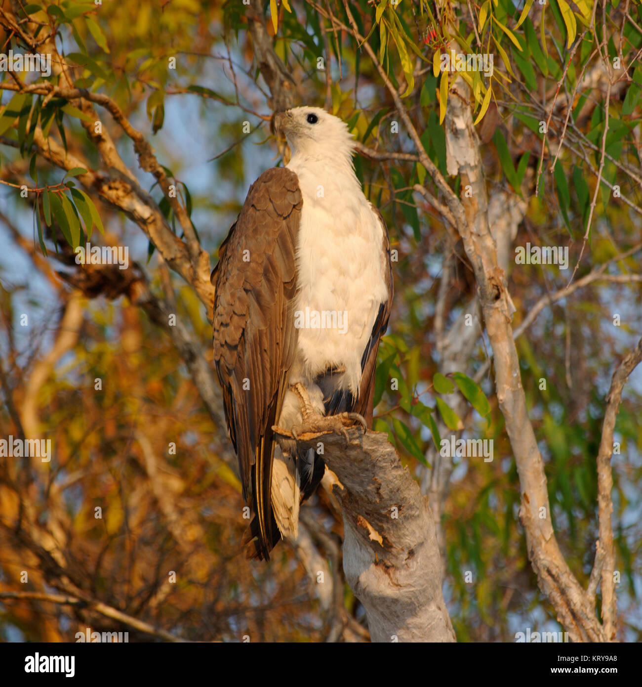 White-Bellied Sea Eagle, Australia Stock Photo - Alamy