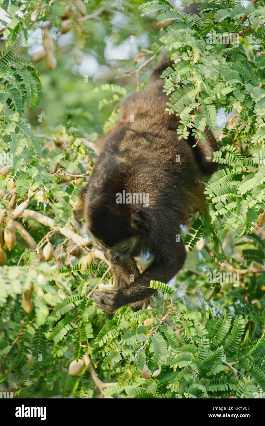 Monkey yelling hi-res stock photography and images - Alamy