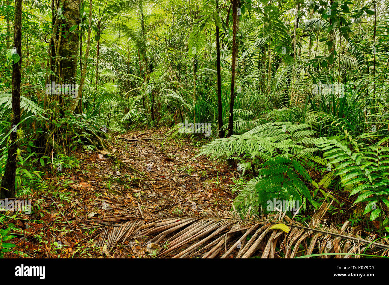 Jungle trail, Costa Rica Stock Photo - Alamy