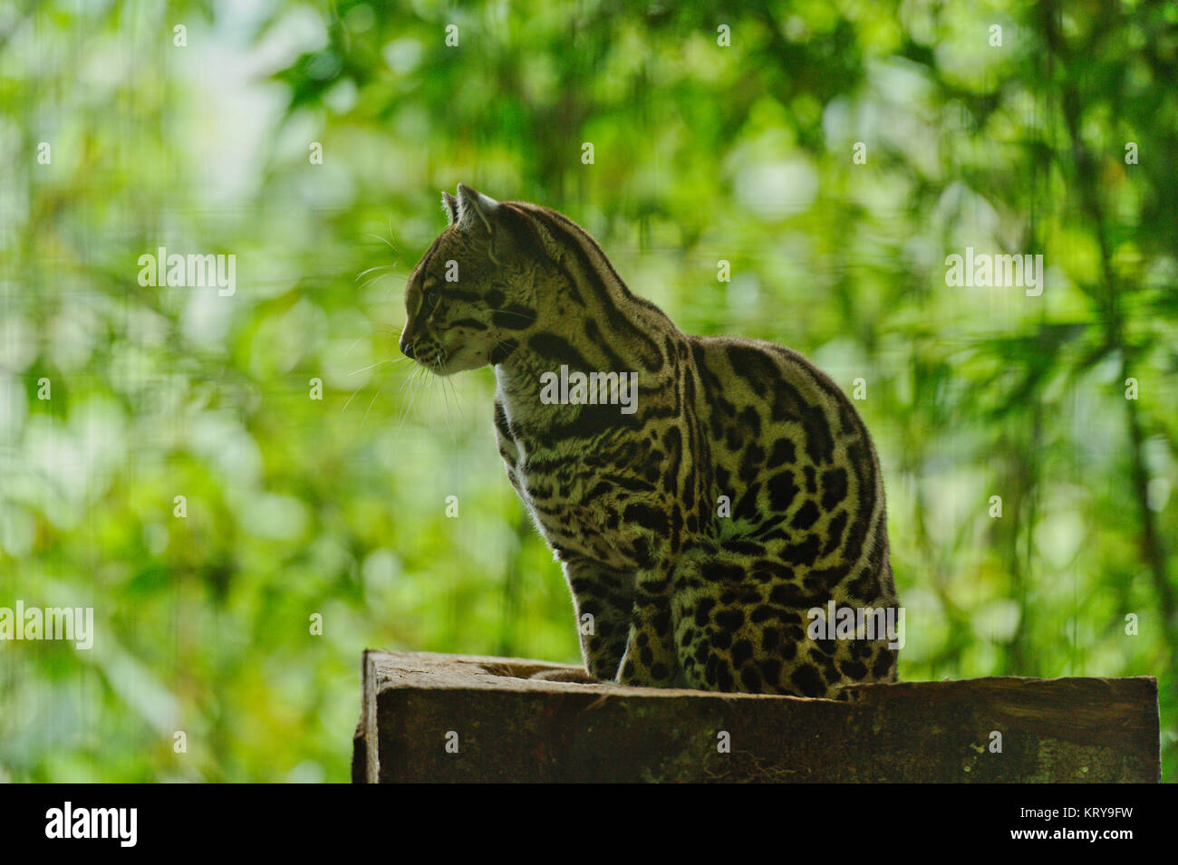 Leopardus pardalis costa rica hi-res stock photography and images - Alamy