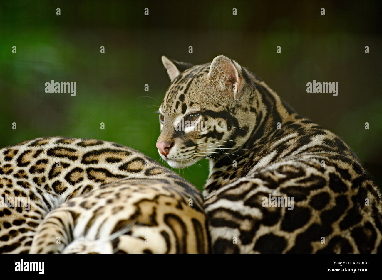 Ocelot leopardus pardalis felis pardalis hi-res stock photography and ...