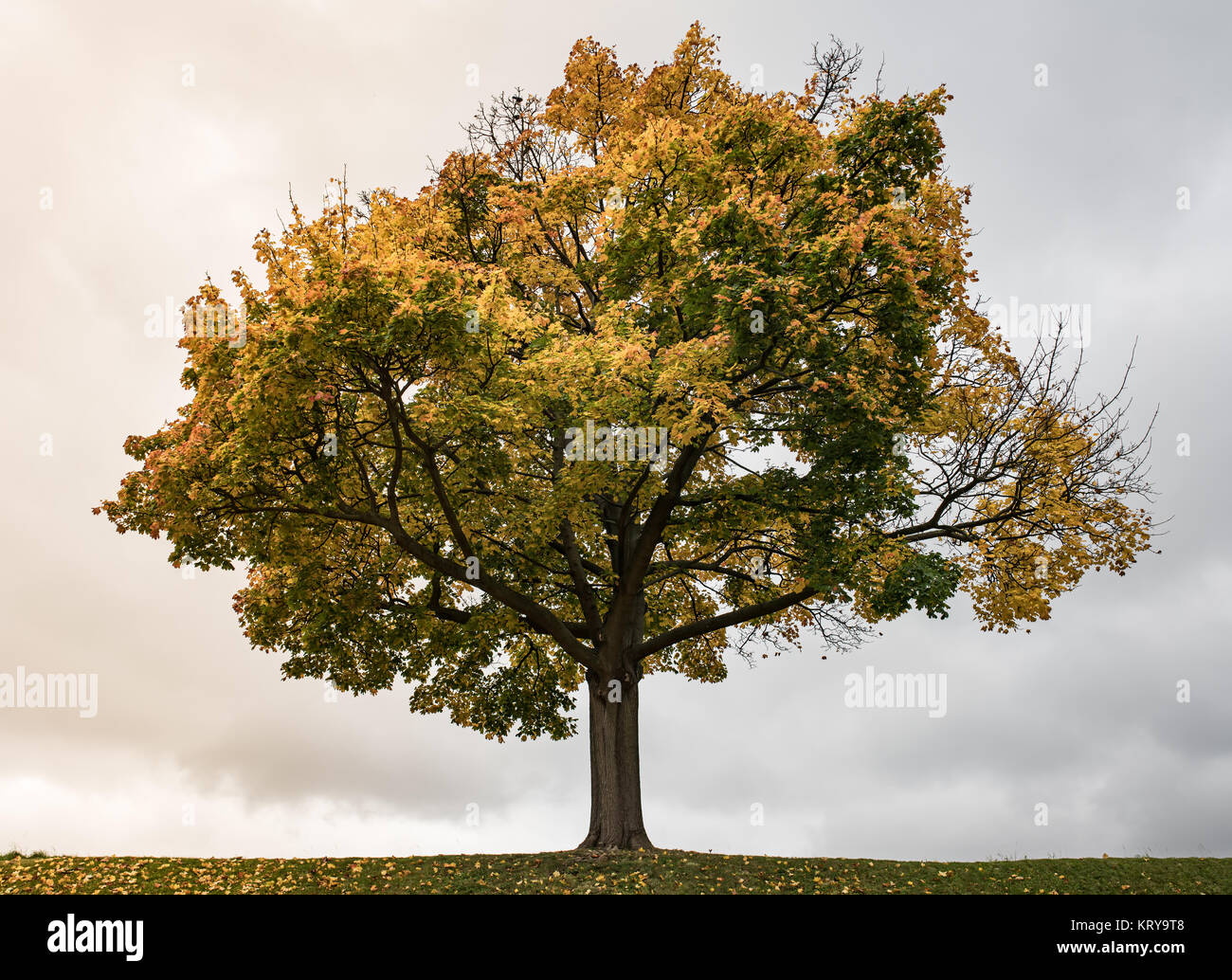 Autumn tree on sky background Stock Photo - Alamy