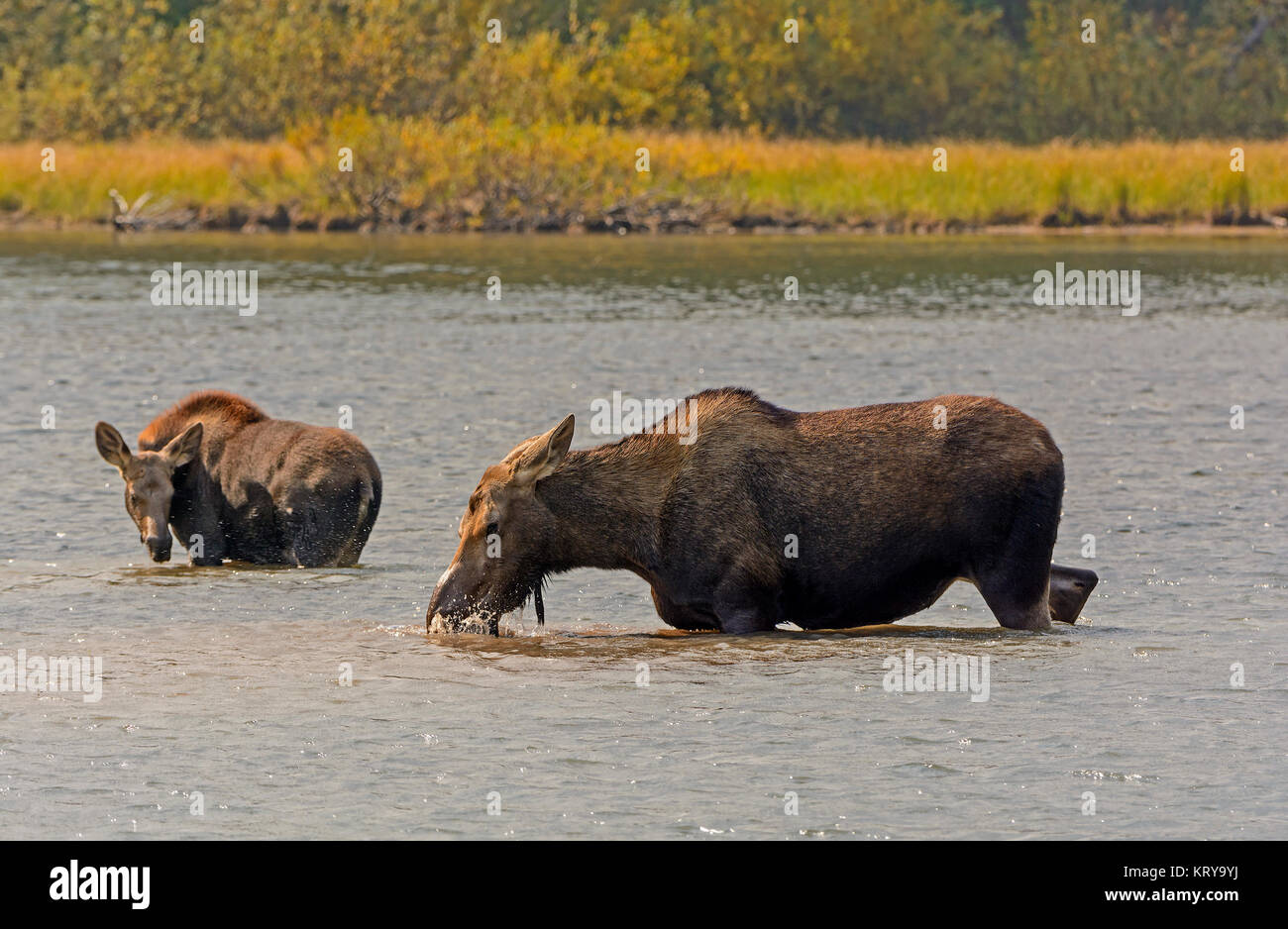 Baby moose and mom hi-res stock photography and images - Alamy